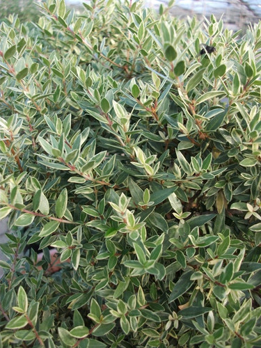 Myrtus communis tarentina 'Microphylla Variegata' Variegated Myrtle ...
