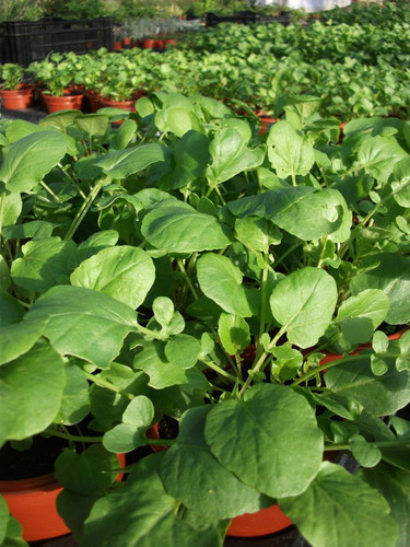 Barbarea verna Land Cress | Mysite