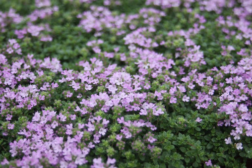 Creeping Thyme collection | Mysite