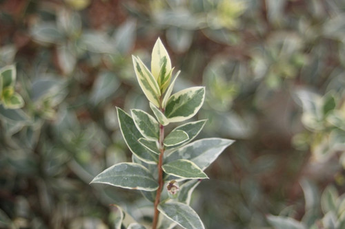 Myrtus communis 'Variegata' Variegated Myrtle | Glenholme Herbs | Dorset