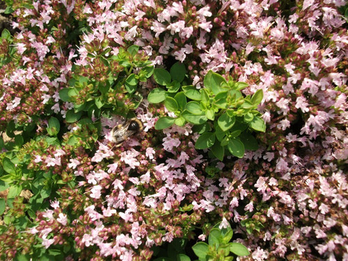 Origanum vulgare compactum Dwarf Marjoram | Glenholme Herbs | Dorset
