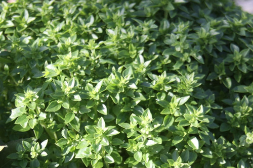 Ocimum minimum Greek Basil | Glenholme Herbs | Dorset