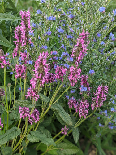 Stachys officinalis Betony | Glenholme Herbs | Dorset