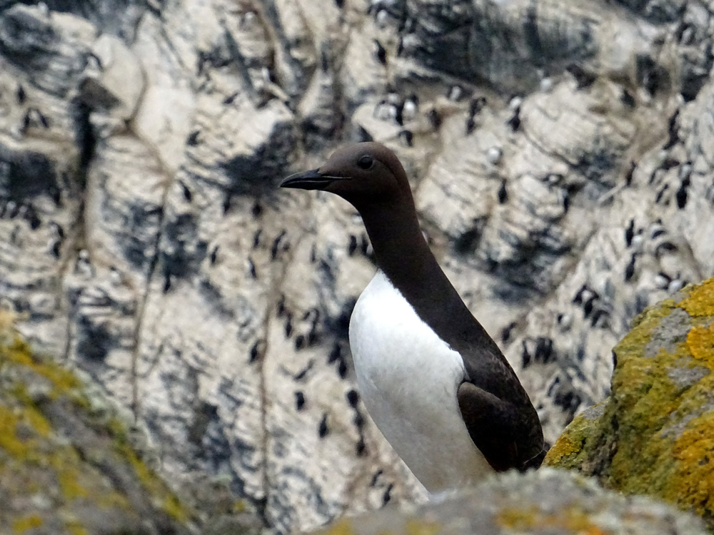 A year in the life of a North Atlantic seabird