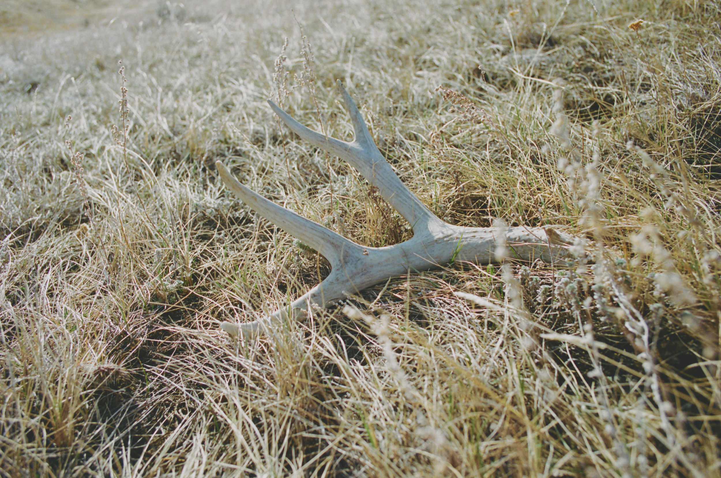 About | Caroline Hedin