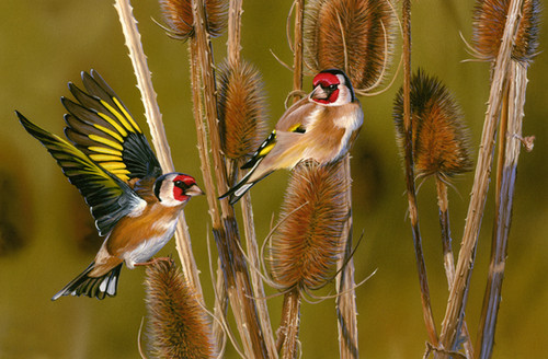 Ian Kent Teasels and Charms | Grovely Puzzles