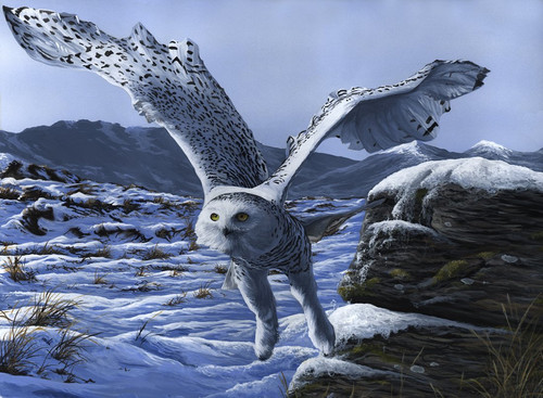 Ian Kent White Magic, Snowy Owl | Grovely Puzzles