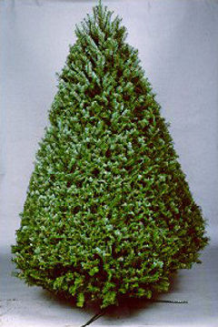 Real Douglas Fir Christmas Trees for Sale