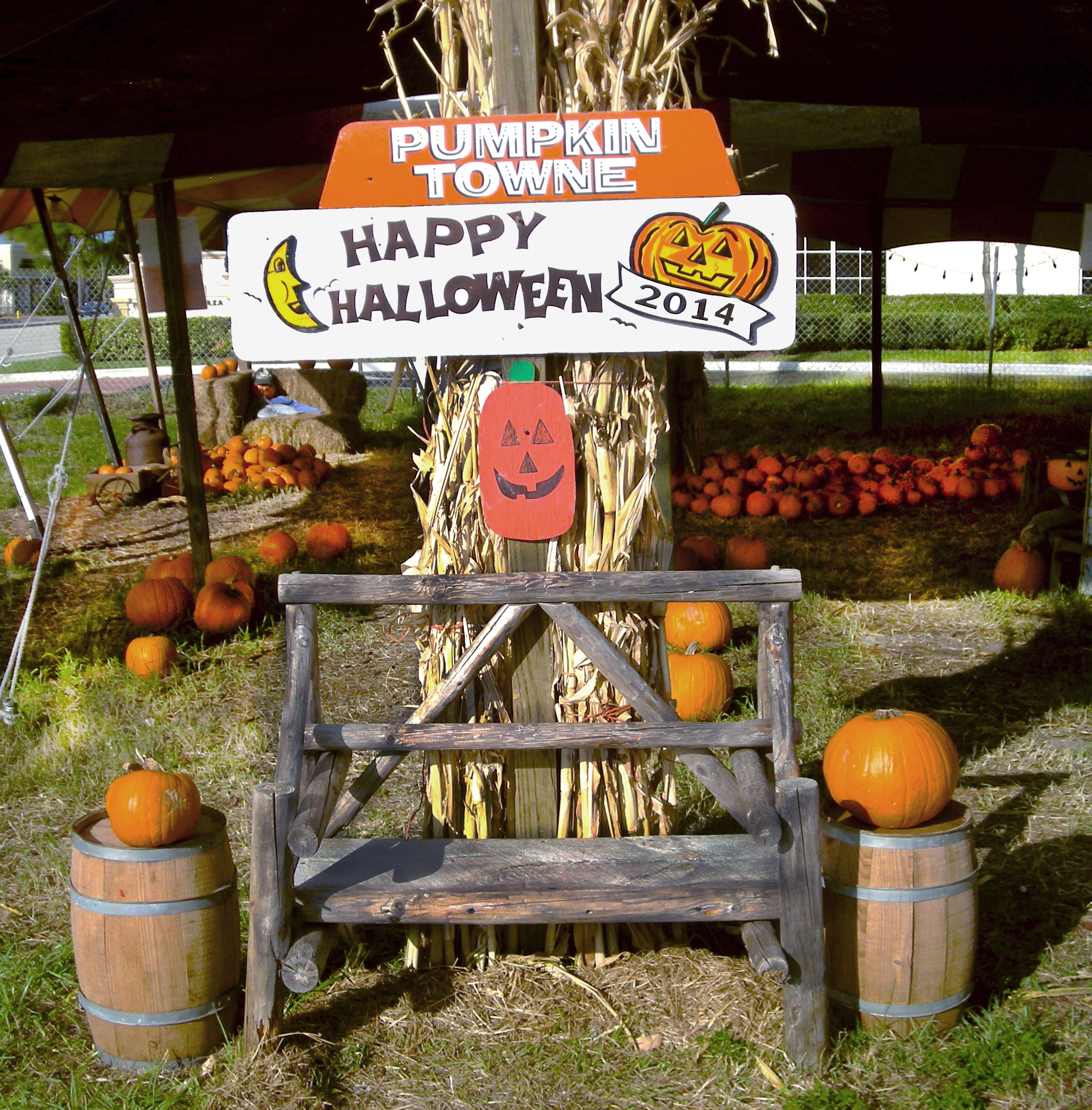 Pictures of our Pumpkin Patches