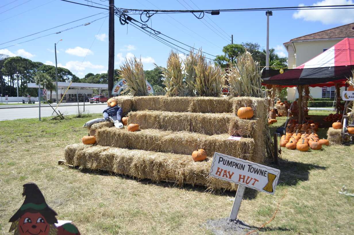 Pictures of our Pumpkin Patches