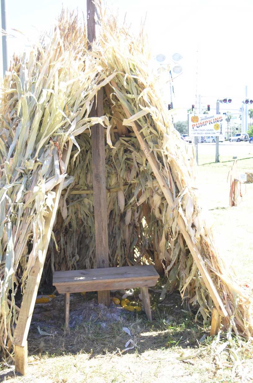 Pictures of our Pumpkin Patches