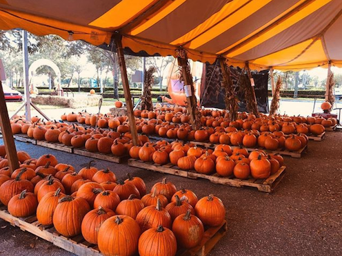 Pictures of our Pumpkin Patches