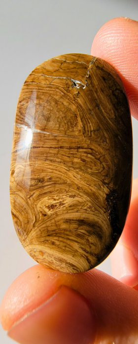 Unveiling Rare Amber Beauties: Amber Colors