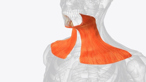 Targeting the Platysma Muscle for Facial Aging: Understanding Its Role ...