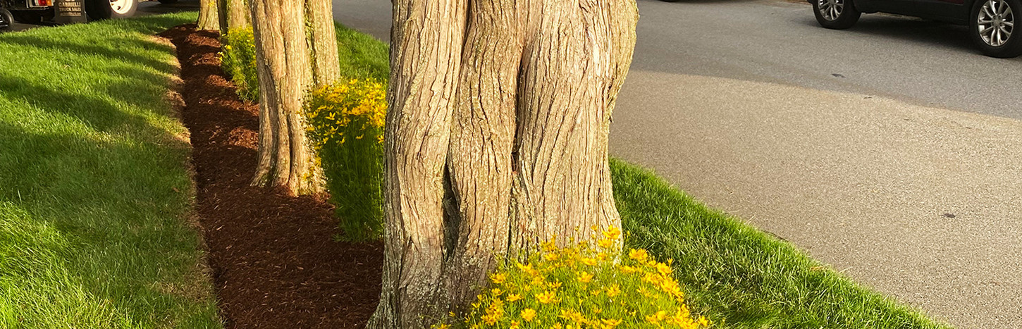 Plants installation | Landscape design Massachusetts | South Shore ...