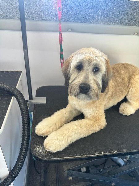 Home | Ninja Paw Mobile Pet Grooming