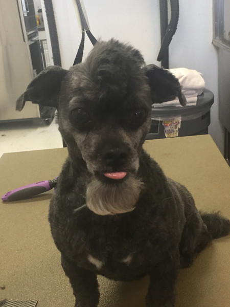 Home | Ninja Paw Mobile Pet Grooming