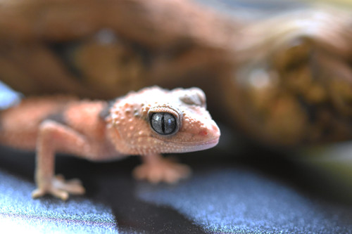 NEPHRURUS CINCTUS | BASSI GARDEN