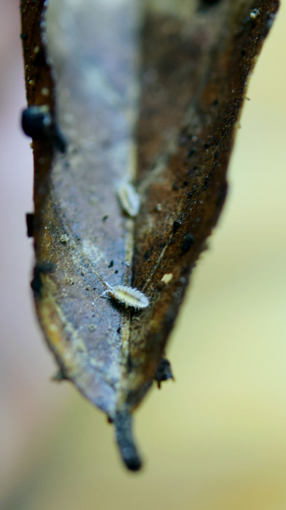 Isopodi Cura, Allevamento e Utilizzo.