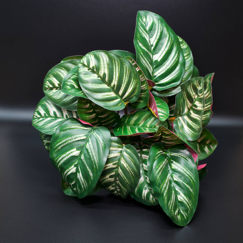 PIANTA FINTA COLORATA | BASSI GARDEN