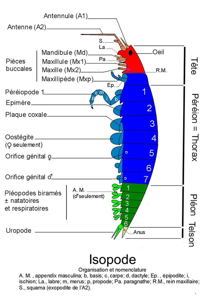 Isopodi Cura, Allevamento e Utilizzo.