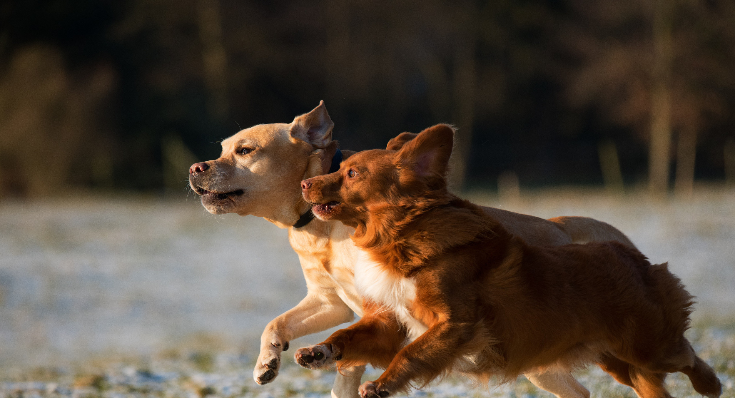 Canine PEMF Service | Pulsed K9 | United States