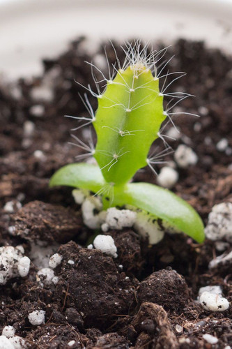 Dragon fruit | Sama Farms