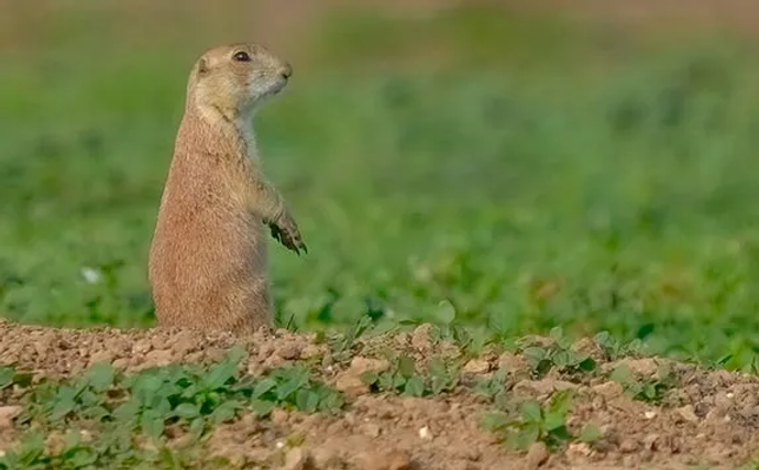 Sharpening Your Shot with Prairie Dog Hunting: Tips to Improve Marksmanship
