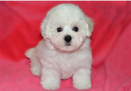 POODLE | Andina Pets