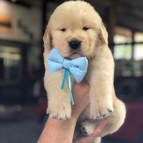 GOLDEN RETRIEVER | CACHORROS PERU l ANDINA PETS PERU