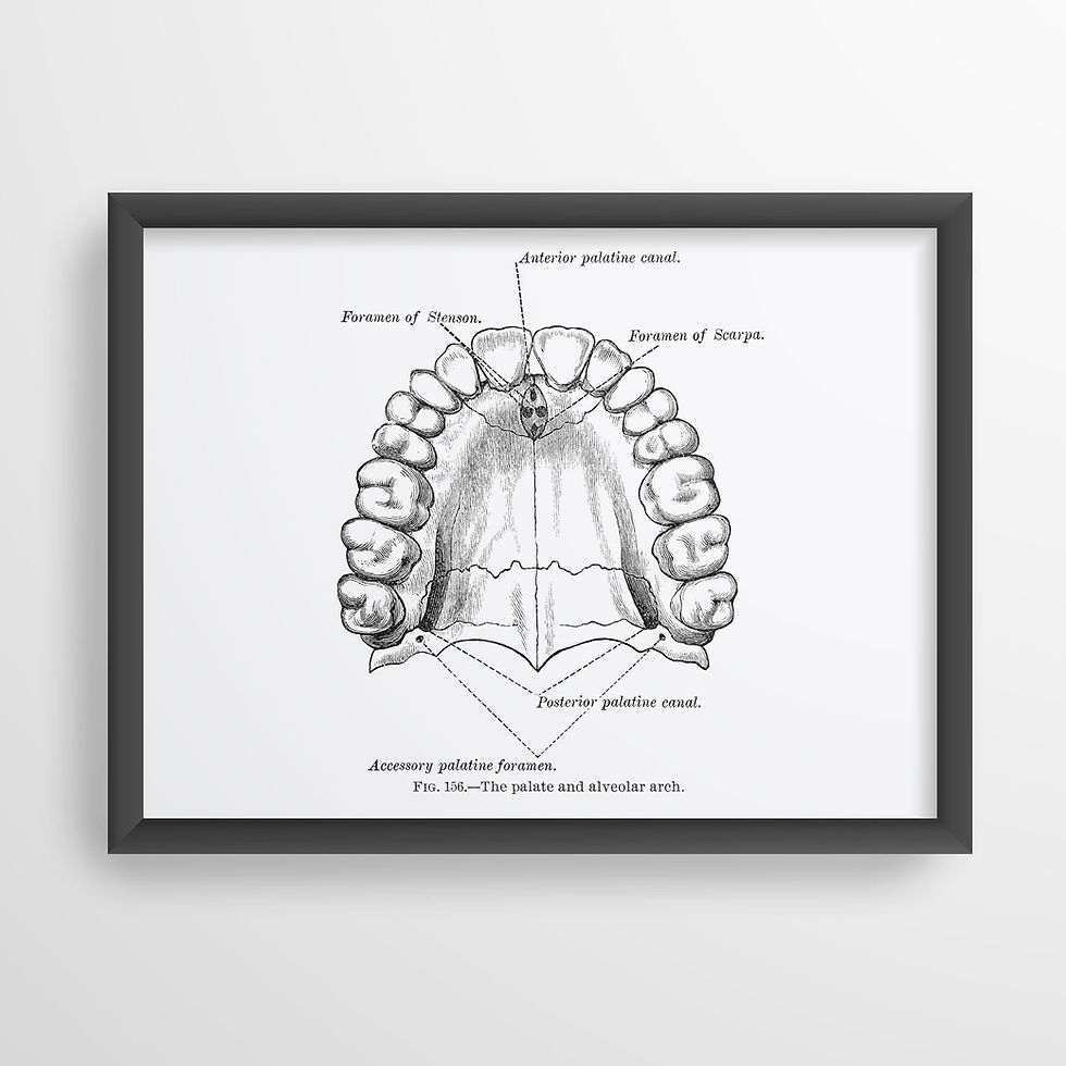 Palate and Alveolar Arch Dental Oral Surgeon Teeth Vintage Anatomy Art ...