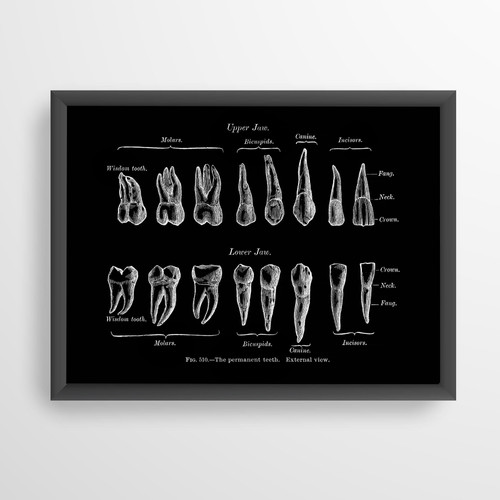 Permanent Teeth Dental Oral Surgery Human Anatomy Art Print X-Ray Black ...