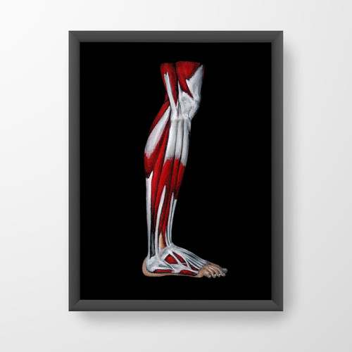 Leg Muscle Lateral Quad Calf Modern Human Anatomy Art Print | Anatomy ...