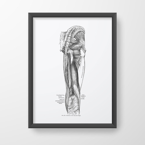 Hamstring Gluteus Vintage Human Anatomy Leg Muscle Art Print | Anatomy ...