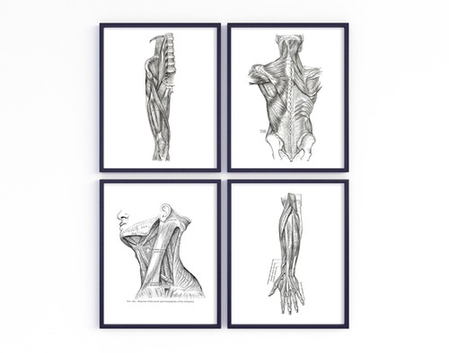 Muscle Art Collection of the Back, Neck, Arm, and Leg Human Anatomy Art ...