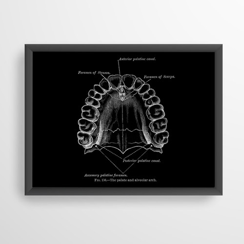 Palate and Alveolar Arch Dental Oral Surgeon Teeth Anatomy Art Print X ...