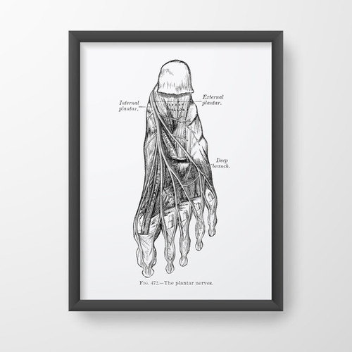 Plantar Nerves Podiatry Anatomical Foot Vintage Human Anatomy Art Print ...