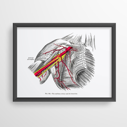 Shoulder Muscle Axillary Artery Branches Human Anatomy Art Print ...
