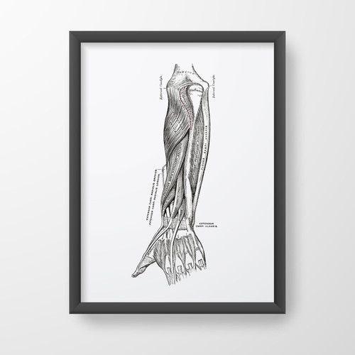 Hand Forearm Deep Muscle Flexor Carpi Ulnaris Vintage Human Anatomy Art ...