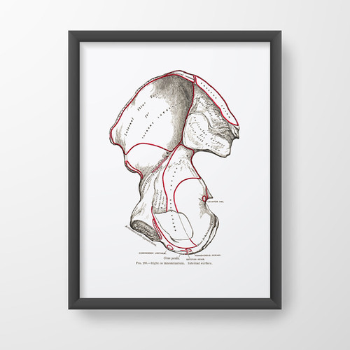 Pelvis Ilium Vintage Human Anatomy Art Print | Anatomy Art Gallery