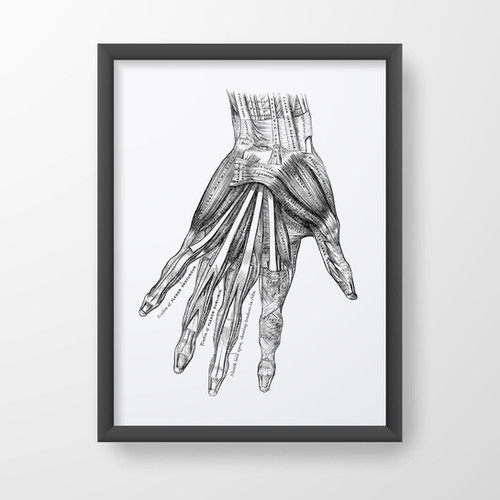 Hand Flexor Muscle Ligament Tendon Vintage Human Anatomical Art Print ...