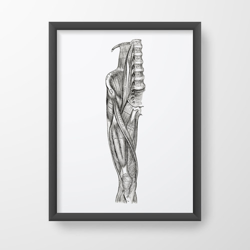 Leg Muscle Femoral Iliac Vintage Medical Drawing Human Anatomy Art ...