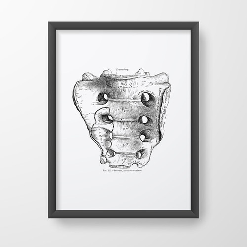 Pelvis Sacrum Bone Osteology Chiro Ortho Vintage Human Anatomy Art ...