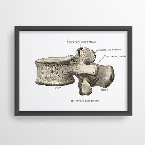 3rd Lumbar Vertebra Lateral Spine Vintage Human Anatomy Art Print ...