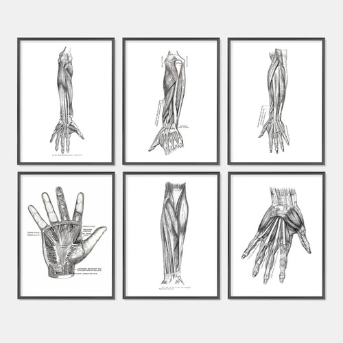 Upper Limb Arm and Hand Human Anatomy Art Collection | Anatomy Art Gallery