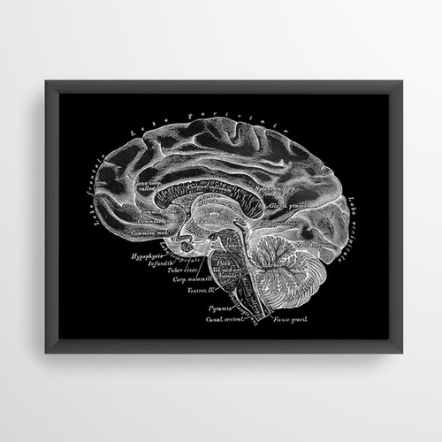 Lateral Brain Neurology Human Anatomy Vintage Art Print X-Ray Black ...