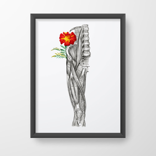 Leg Muscle Femoral Iliac Floral Marigold Medical Human Anatomy Art ...
