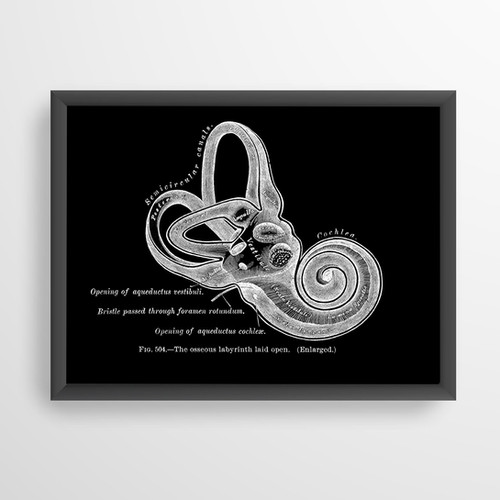 Cochlea Osseous Labyrinth Inner Ear ENT Audiology Anatomy Art Print X ...
