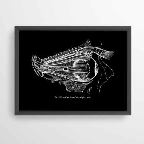Eye Muscles of the Orbit Optometry Ophthalmology Anatomy Art Print X ...