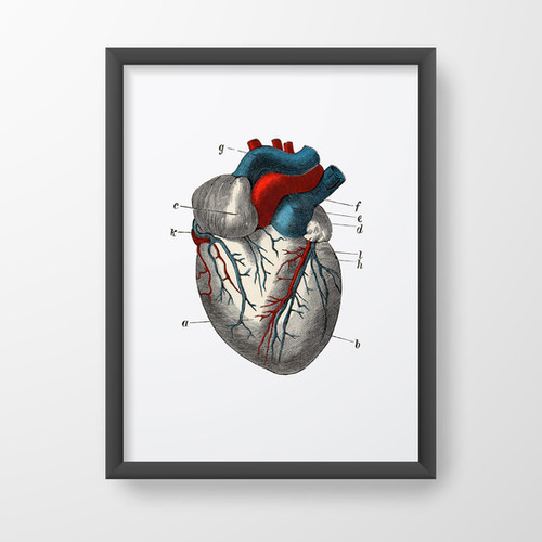 Heart Ventricle Cardiology Aorta Vintage Human Anatomy Art Print ...